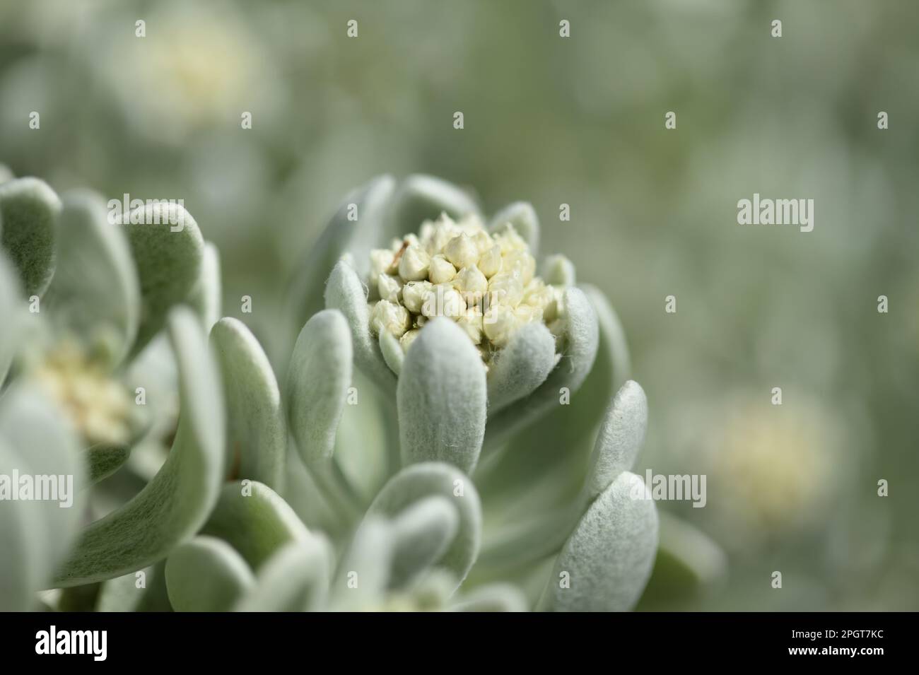 Flora of Lanzarote - Helichrysum gossypinum, cotton wool everlasting ...