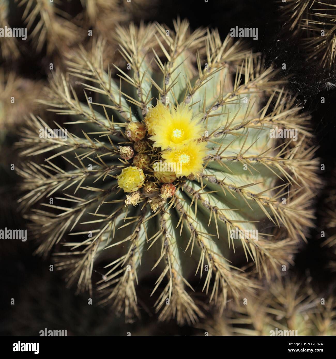 Pale yellow flowers of Echinocactus grusonii, the golden barrel cactus ...