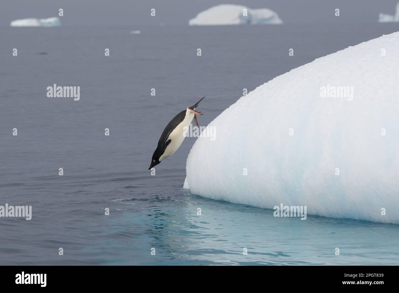 Penguins diving feet hi-res stock photography and images - Alamy