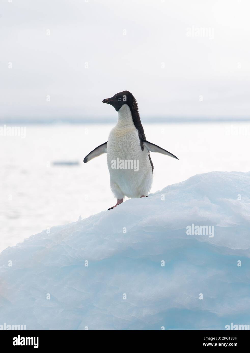 Penguin on iceberg in Antarctica Stock Photo - Alamy