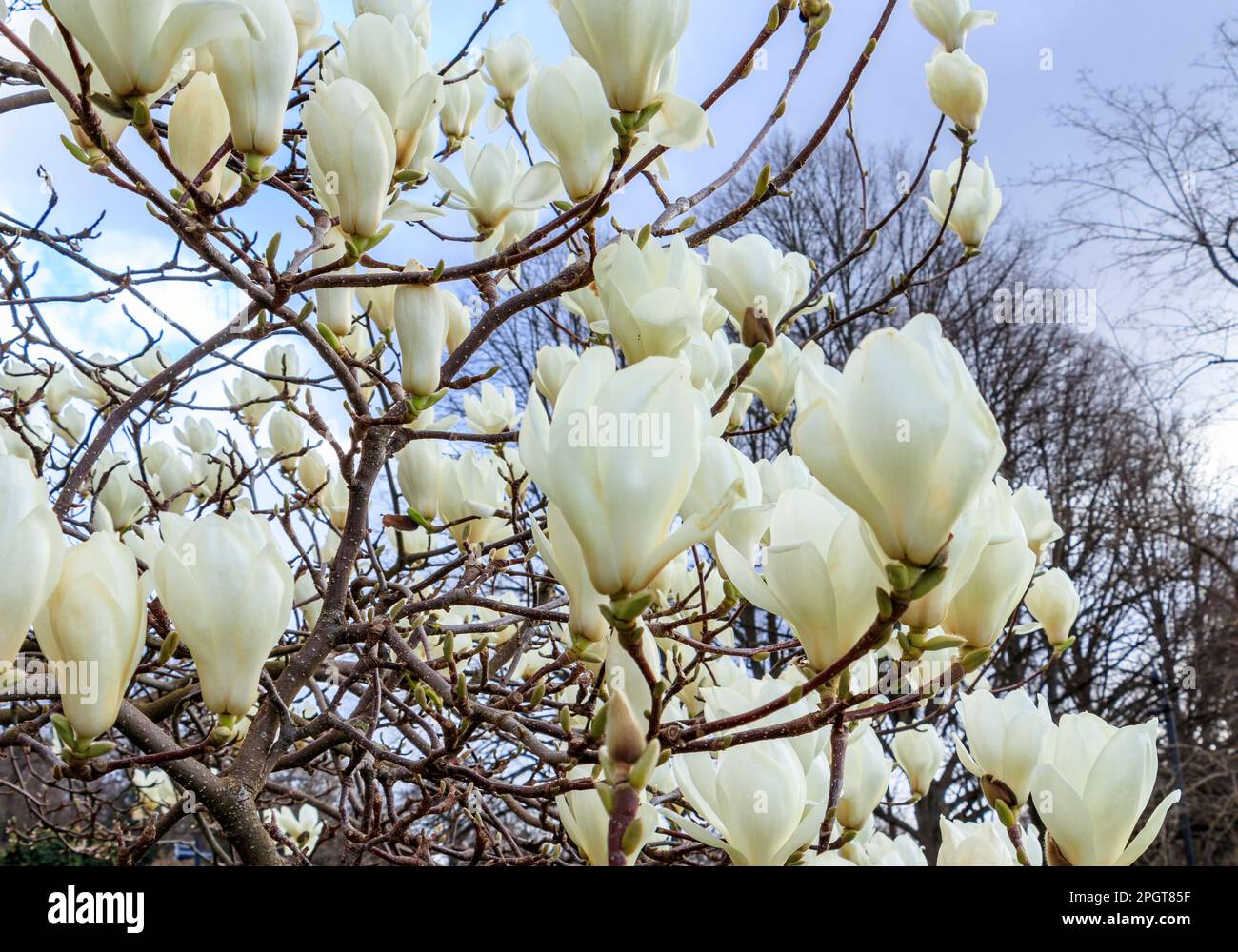 Signs of spring as Magnolia trees begins to blossom in London, UK Stock ...