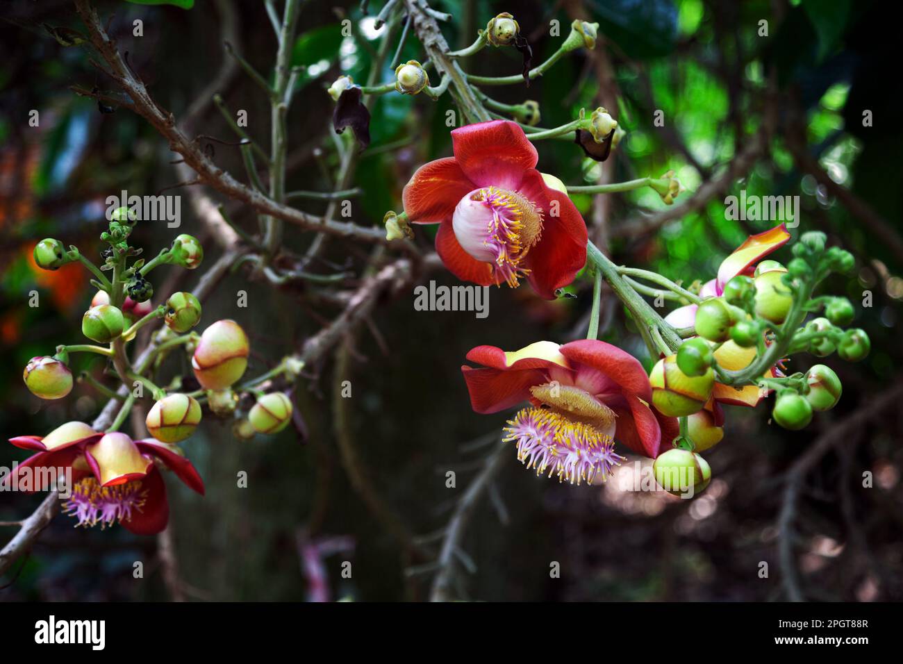 Red flowers and green buds of a Cannonball tree in the dark of an ...