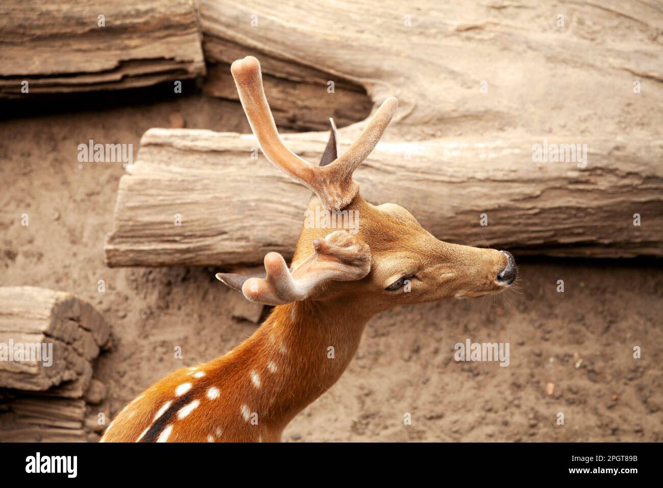 Sika deer buck hi-res stock photography and images - Alamy