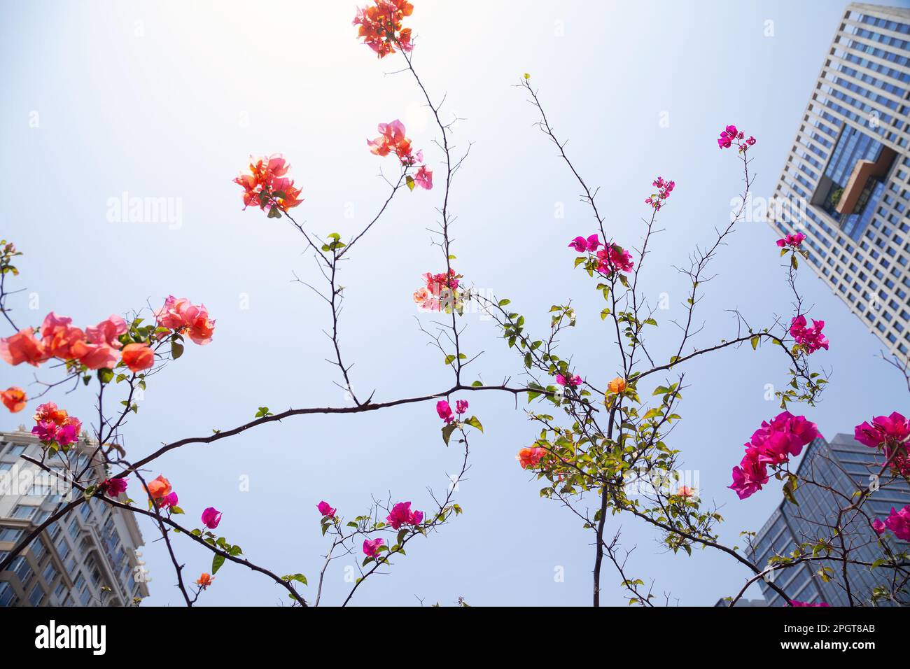 Gentle pastel colors of spring blossoming Bougainvillea trees, pink and ...