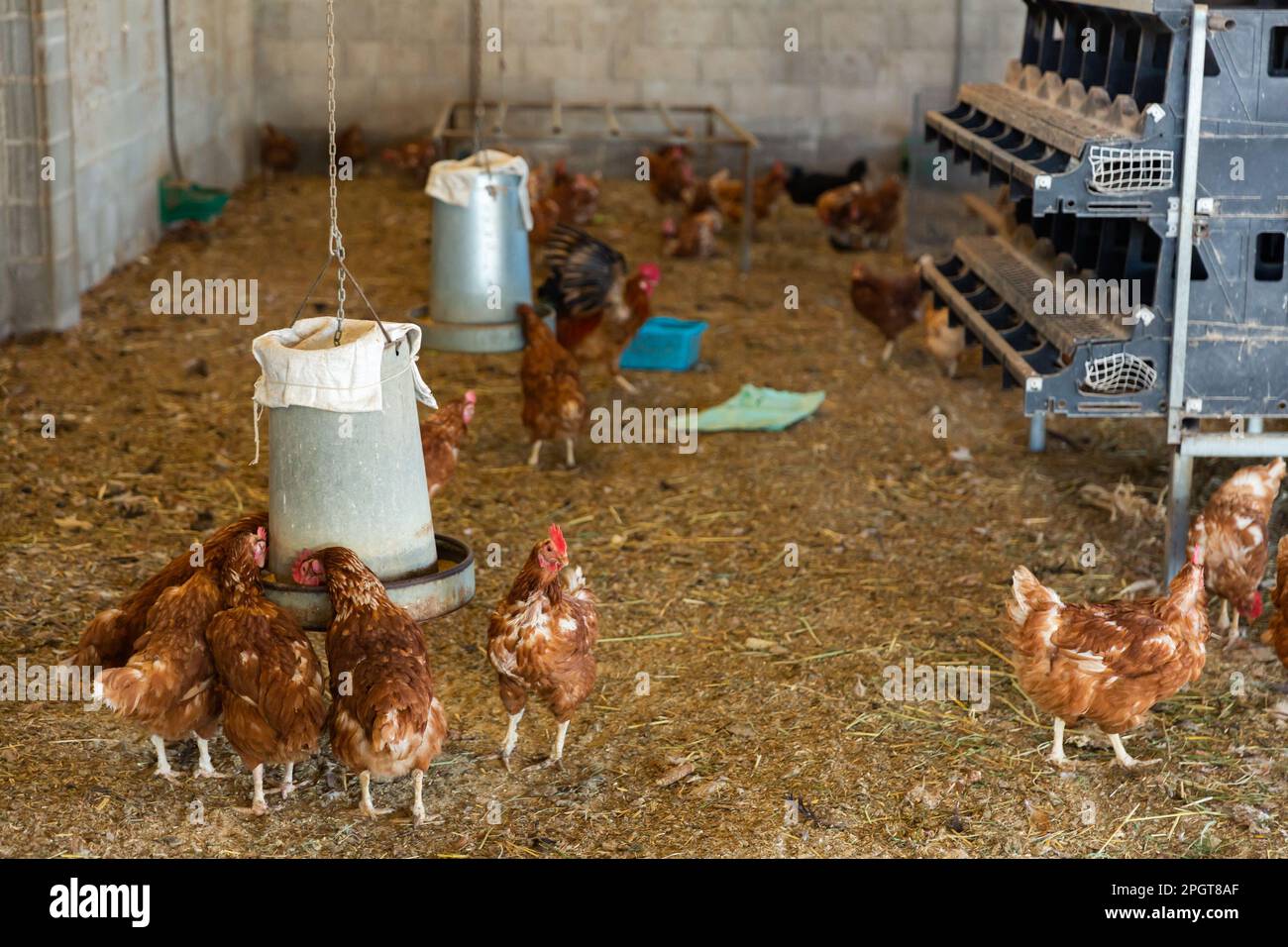 Laying hens drink water from an automatic drinker in chicken coop Stock Photo - Alamy