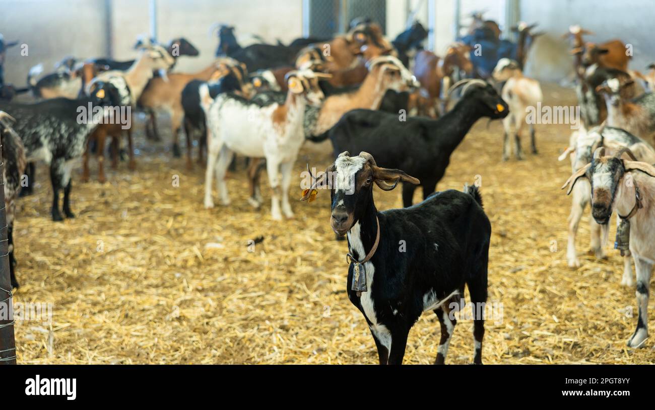 Farm livestock farming for industrial production of goat milk dairy ...