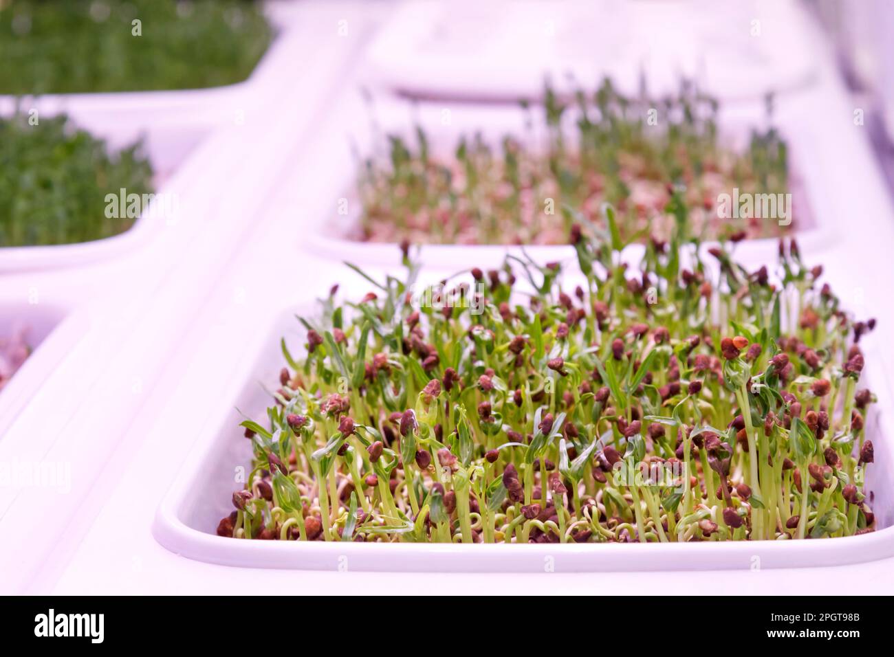 horticulture experiment. seeds plant growth in lab. Future food and ...