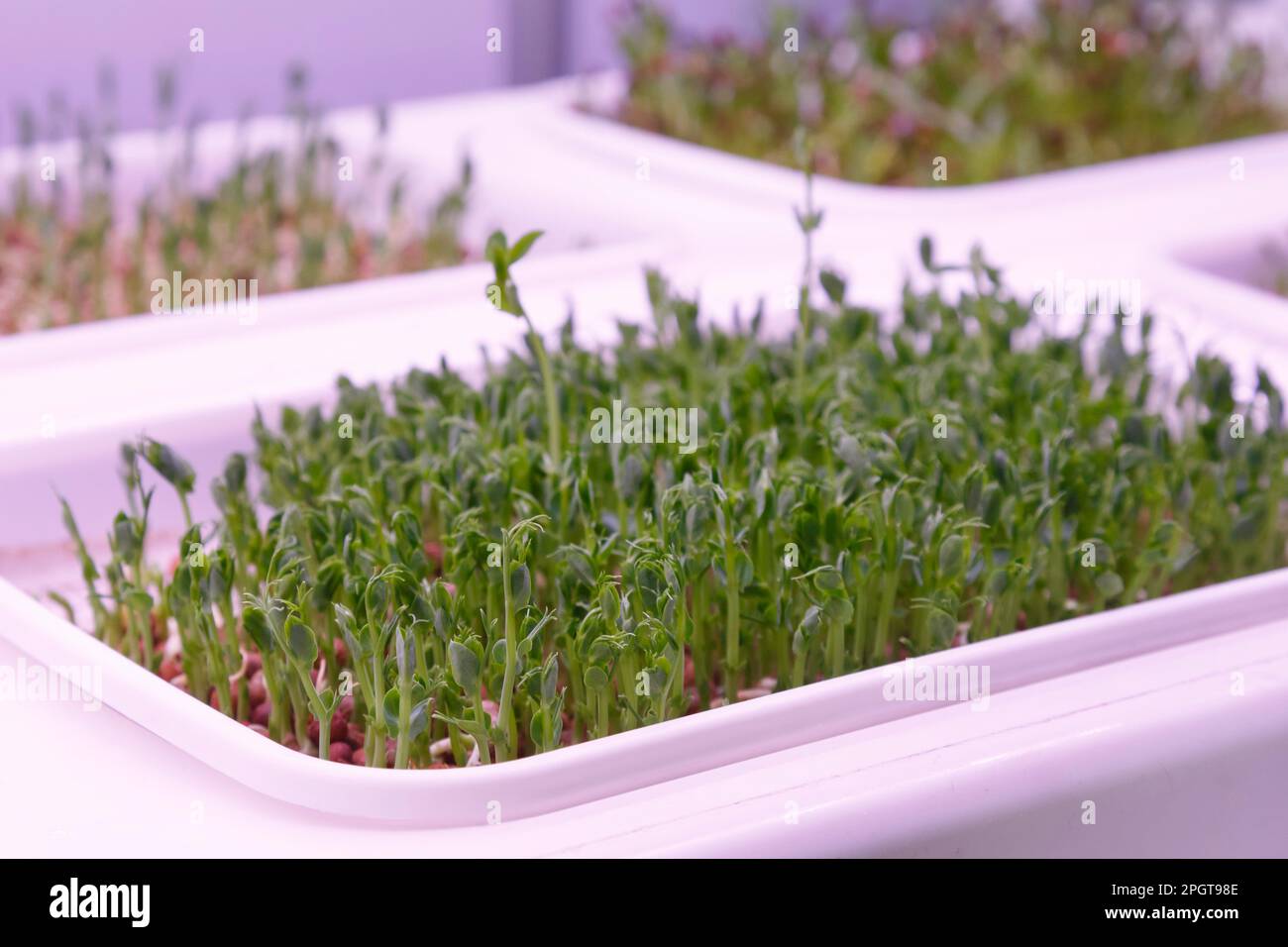 horticulture experiment. seeds plant growth in lab. Future food and ...