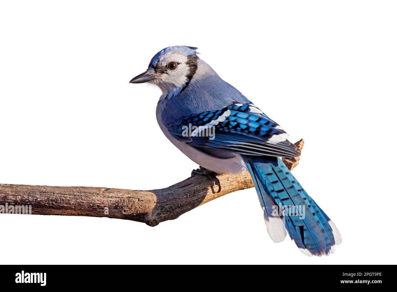 Blue jay rear view Cut Out Stock Images & Pictures - Alamy