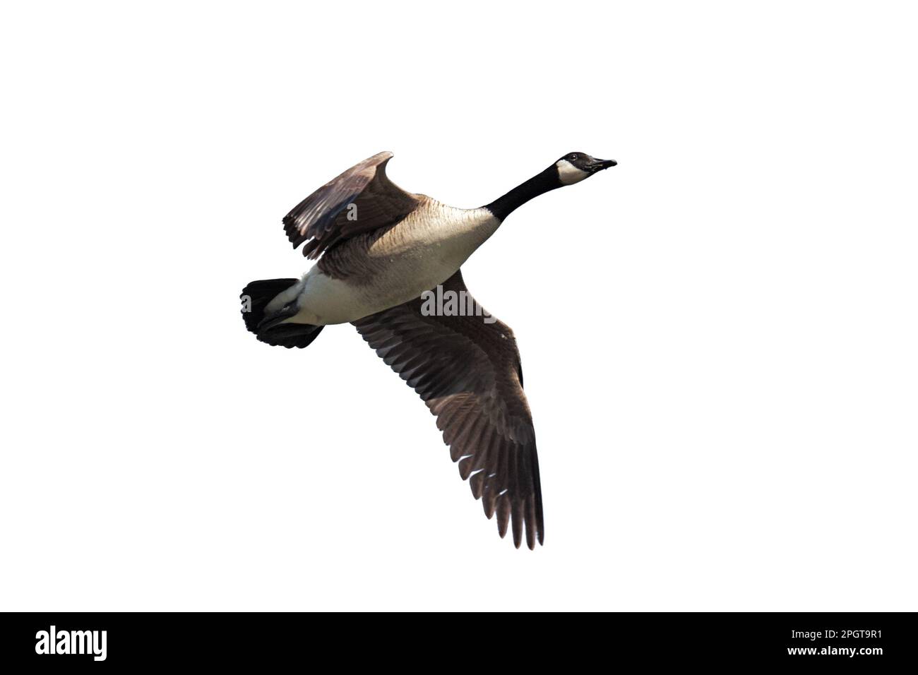 A canada gooses flies overhead with its wings spread open. Whie ...