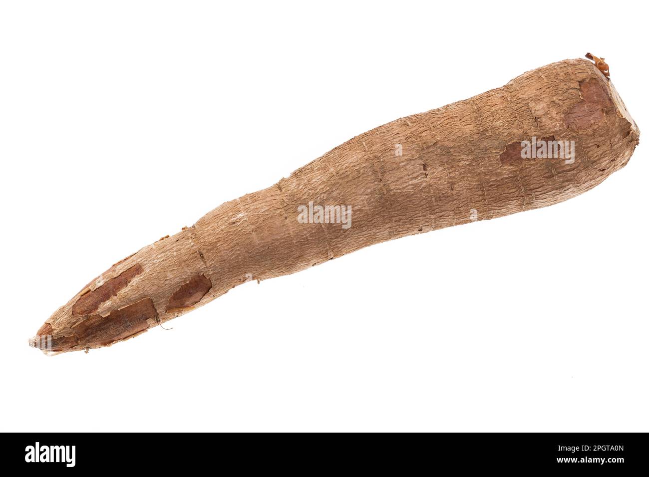 Cassava Raw Tuber - Manihot Esculenta; On White Background Stock Photo ...