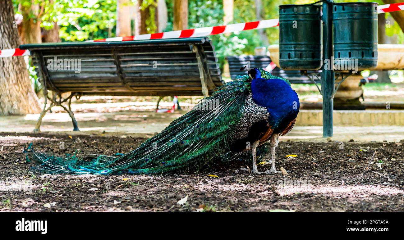 Peafowl preening hi-res stock photography and images - Alamy