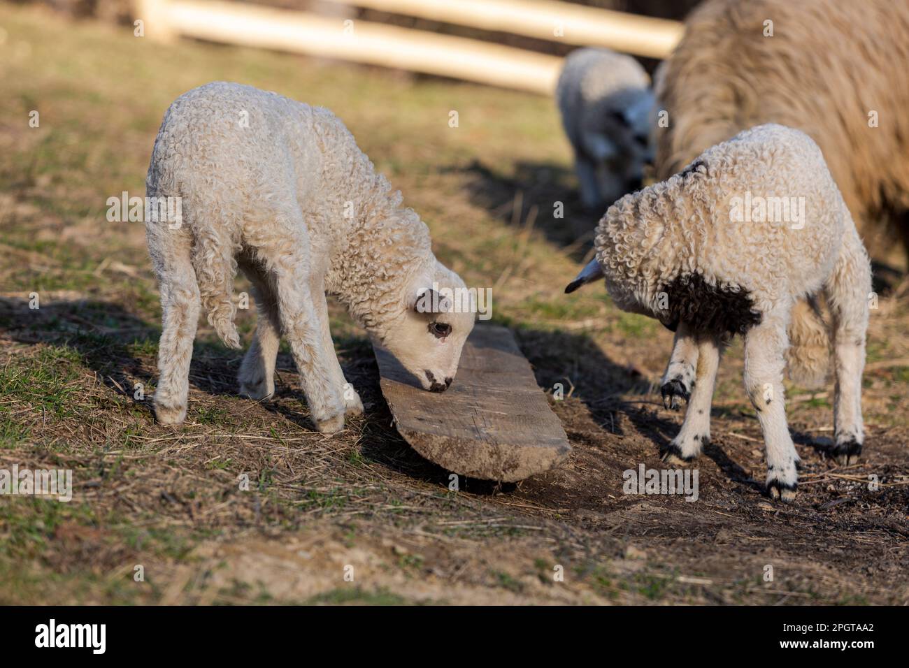 closeup of lamb standing on grass with flock of sheep grazing in ...
