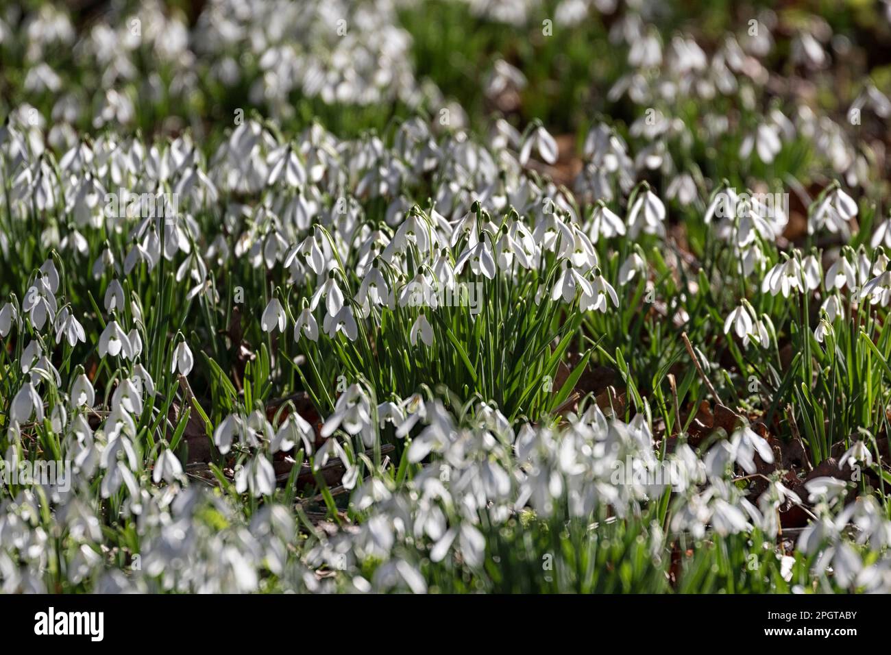 February birth month flowers hi-res stock photography and images - Alamy