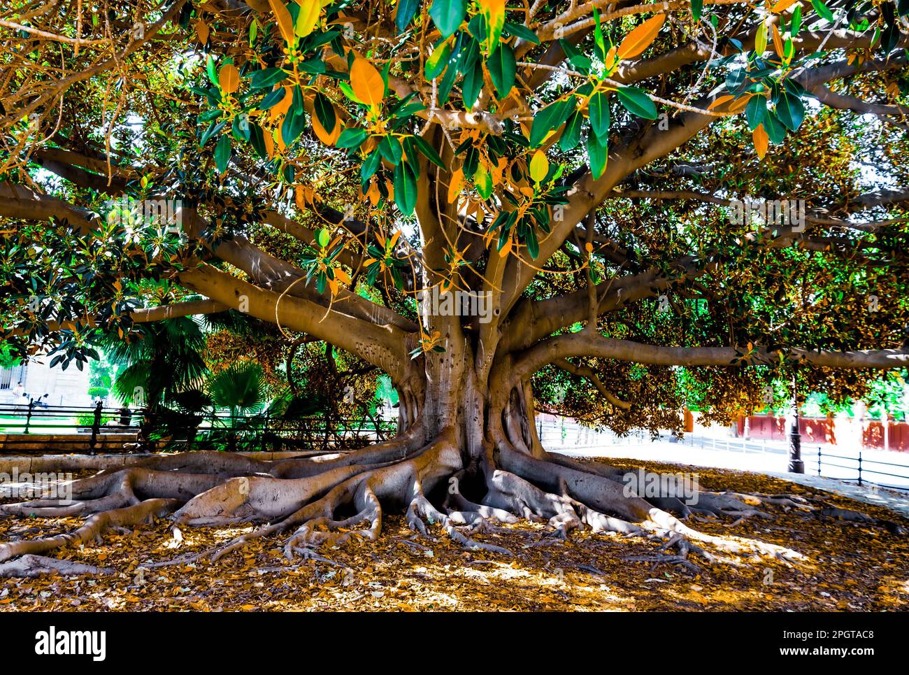Fig tree roots long hi-res stock photography and images - Alamy