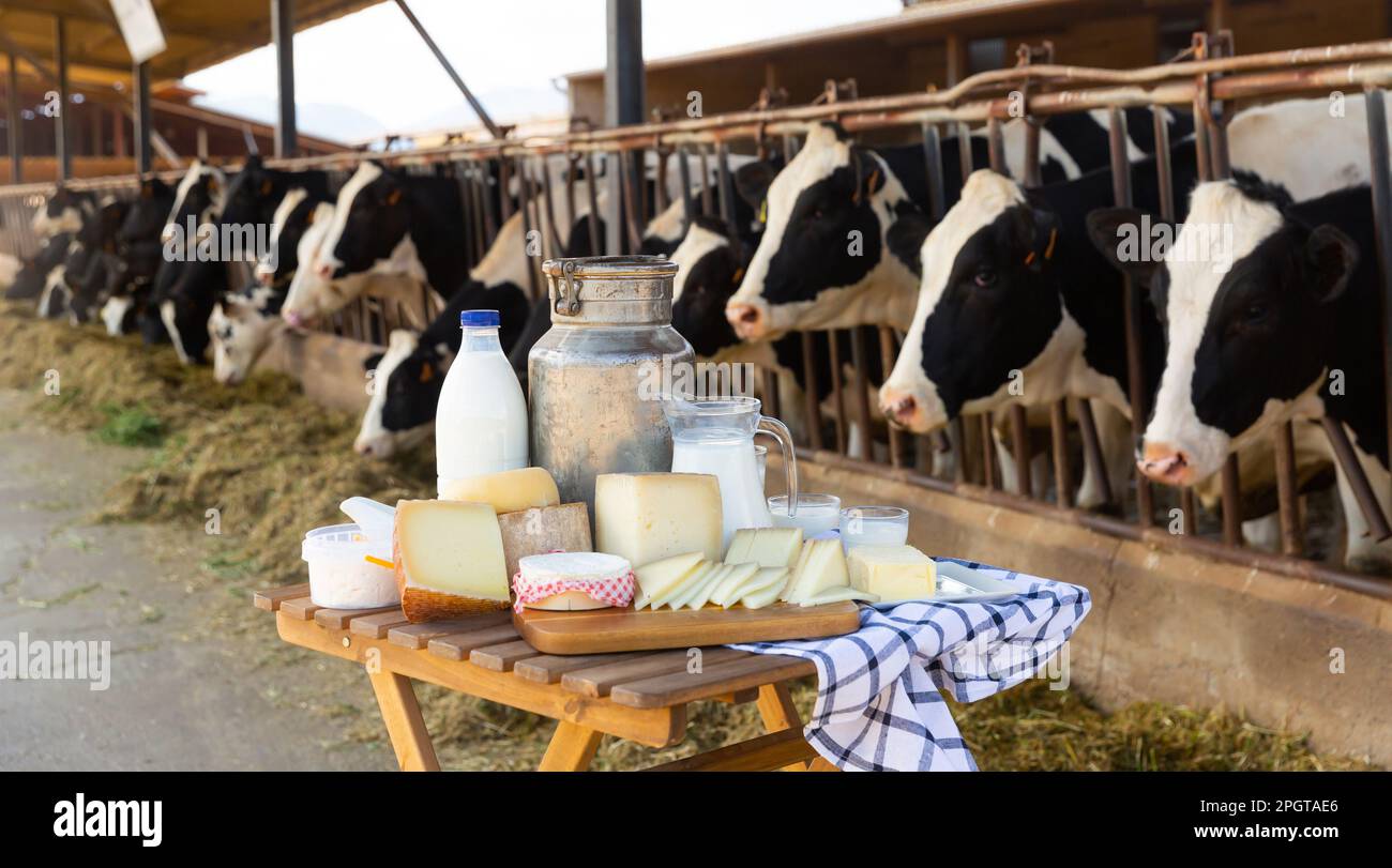 Fresh dairy products on table on background of cows in stall Stock ...