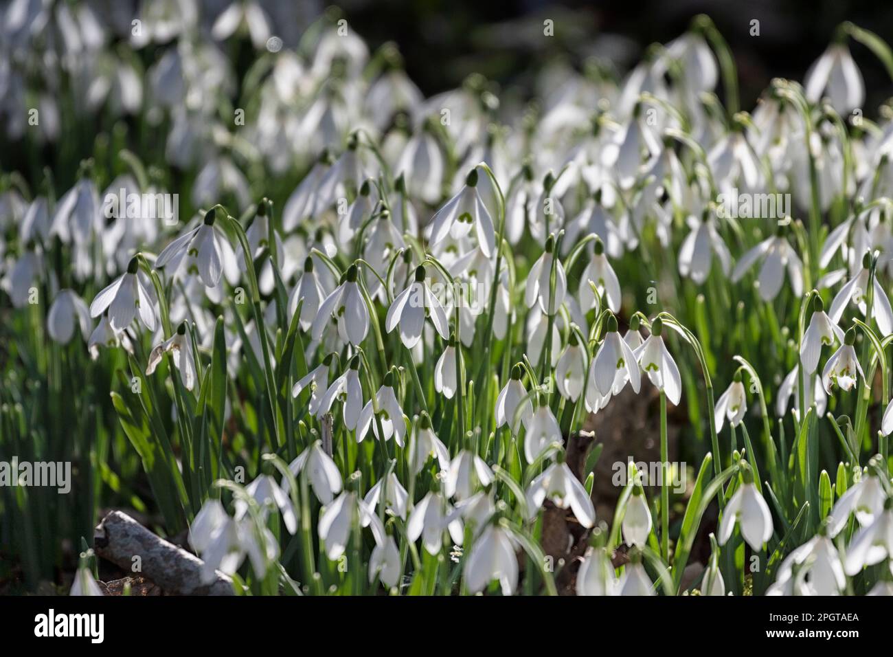 Dropping bell shape flowers hi-res stock photography and images - Alamy