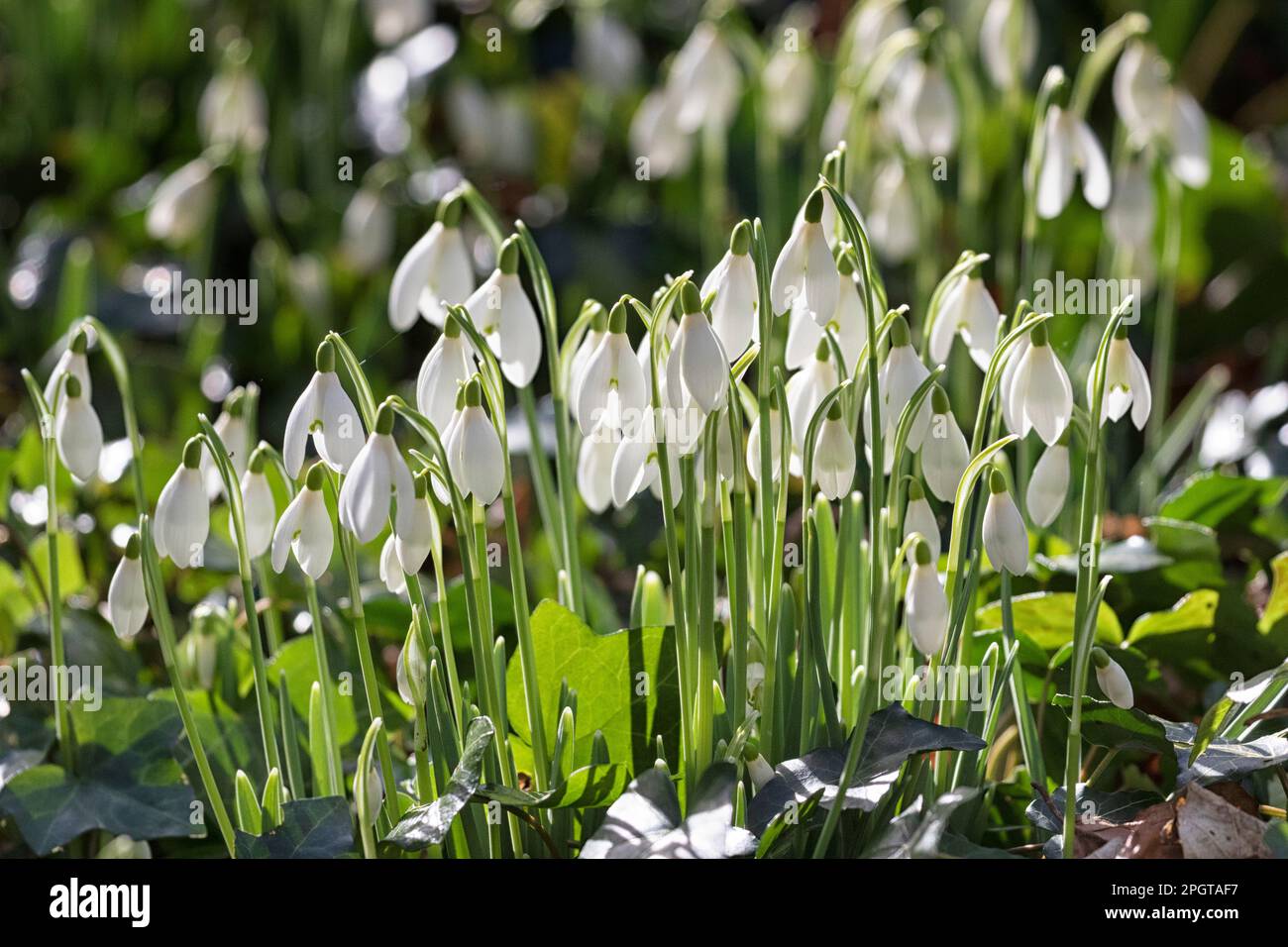 Large clusters of wild snowdrops hi-res stock photography and images ...