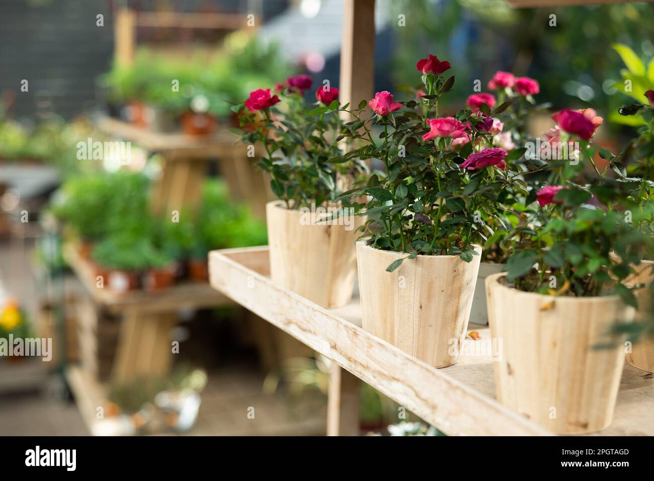 large specimens of room rose are displayed in window of flower store ...