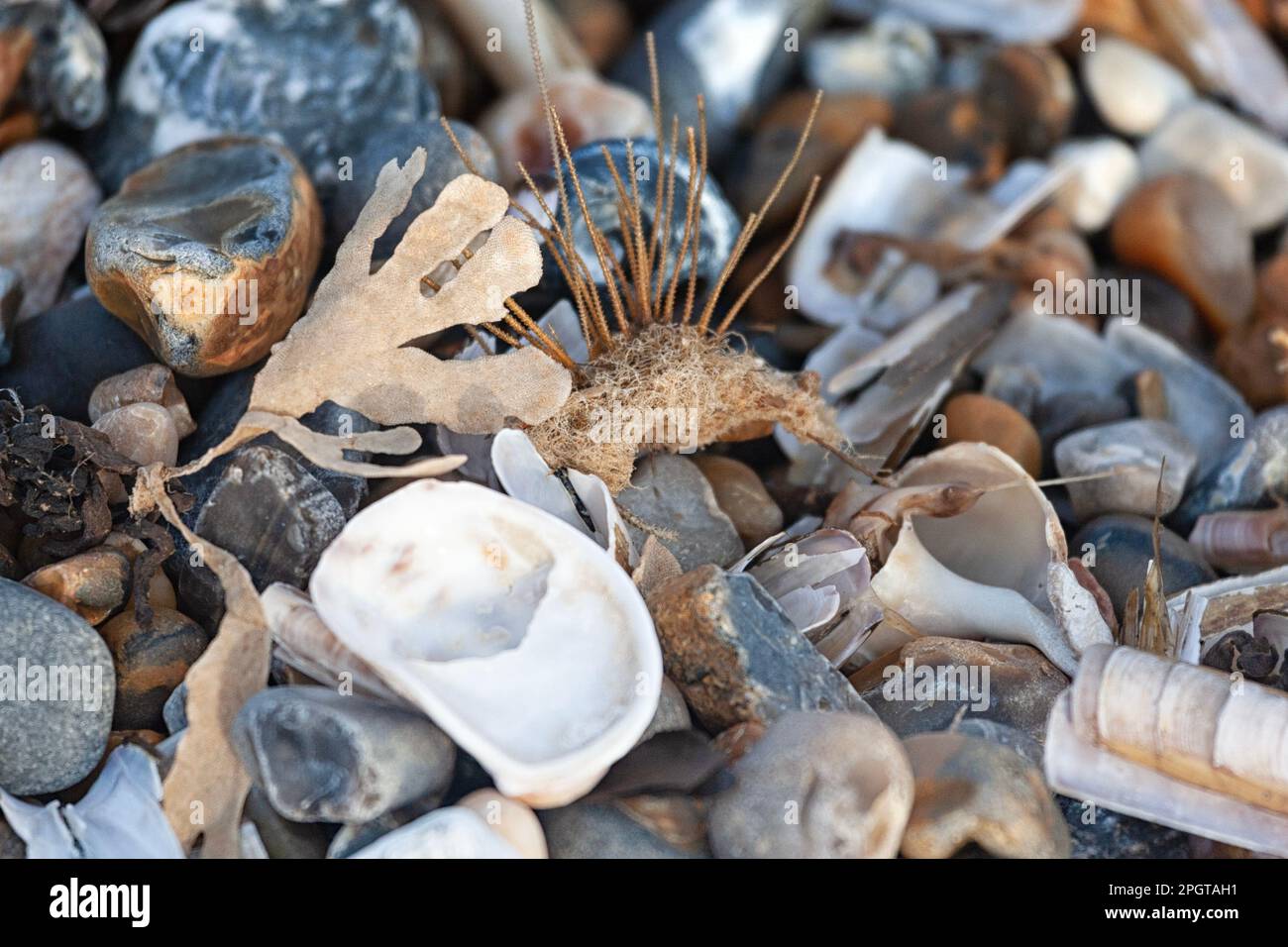 Laying in sea shells hi-res stock photography and images - Alamy