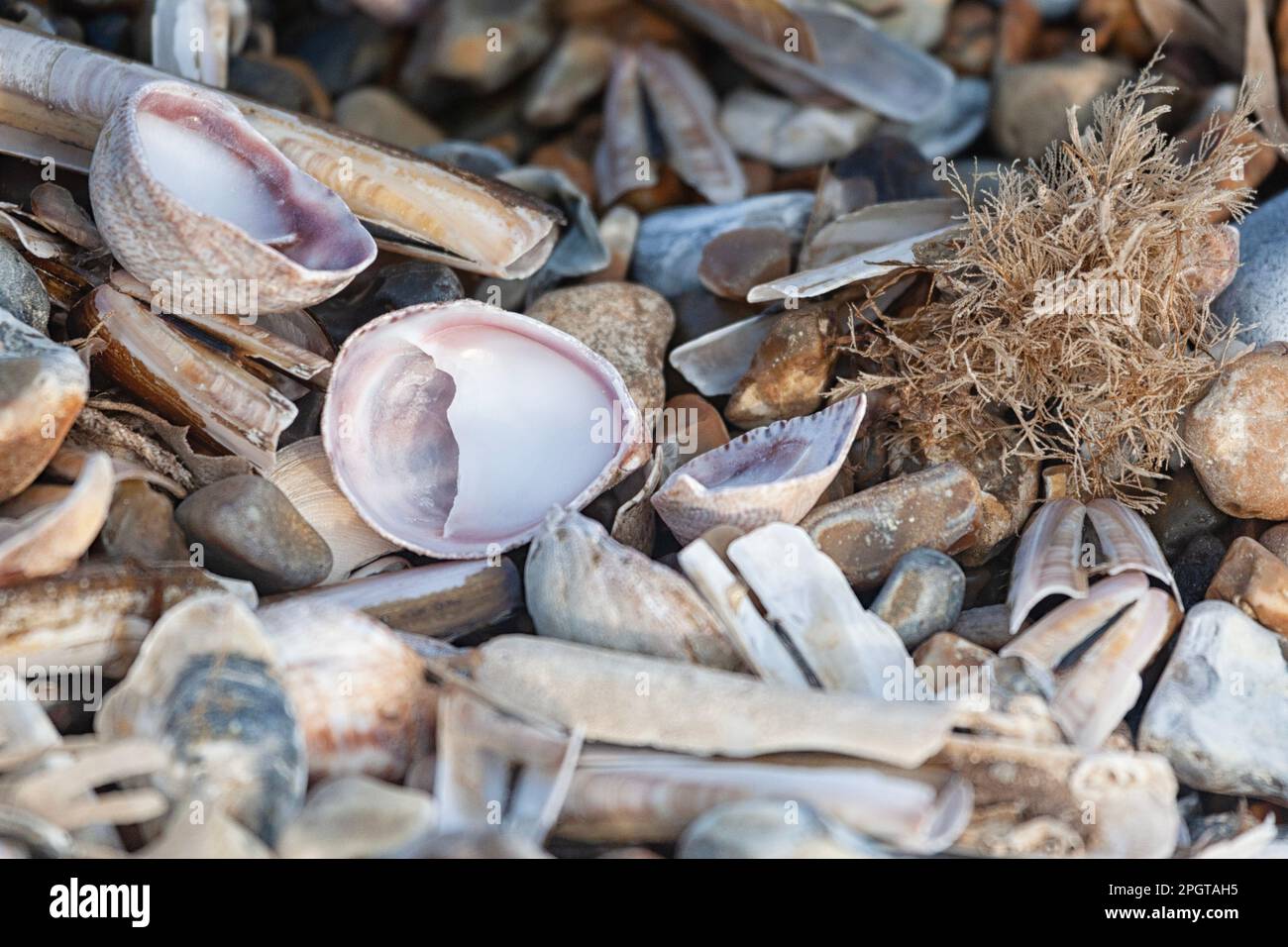 Seashells on the seashore, Norfolk, UK Stock Photo - Alamy