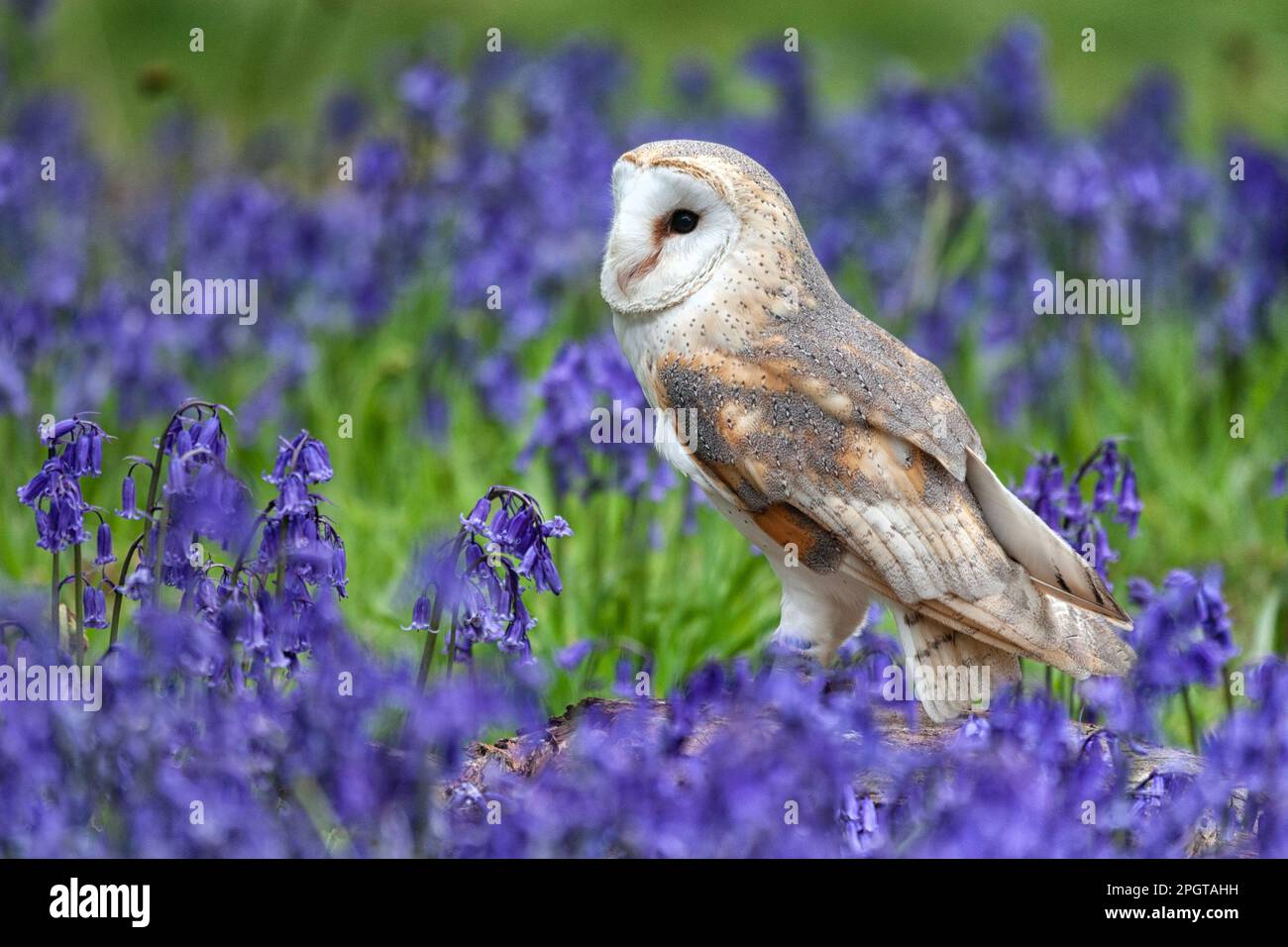 Barn Owl and bluebells in springtime, Norfolk, East Anglia, UK Stock ...