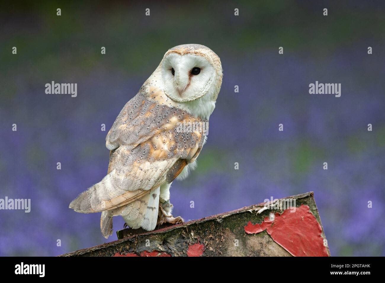 Barn Owl and bluebells in springtime, Norfolk, East Anglia, UK Stock ...