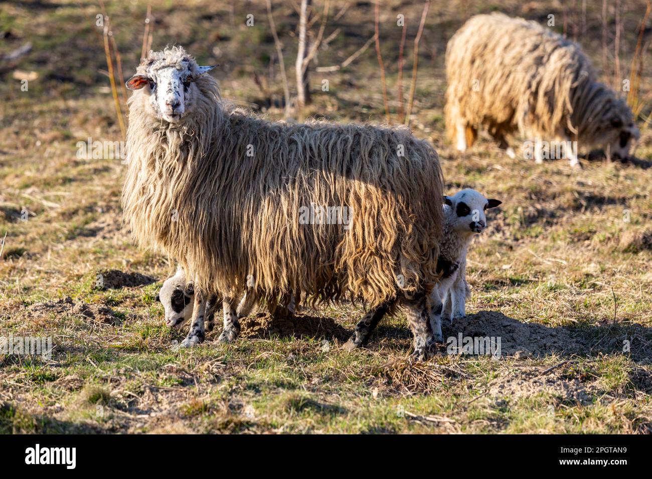sheep with her young lambs, both facing forward in green meadow. Lamb ...