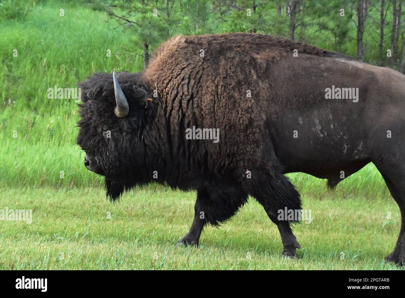 Very large shaggy buffalo in rural and remote South Dakota Stock Photo ...