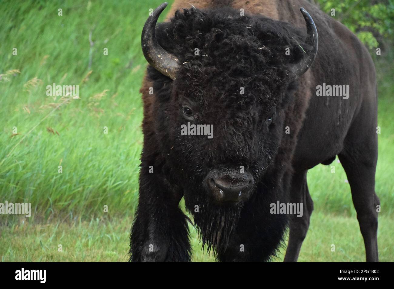 Stunning look directly into the face of an American Buffalo Stock Photo ...