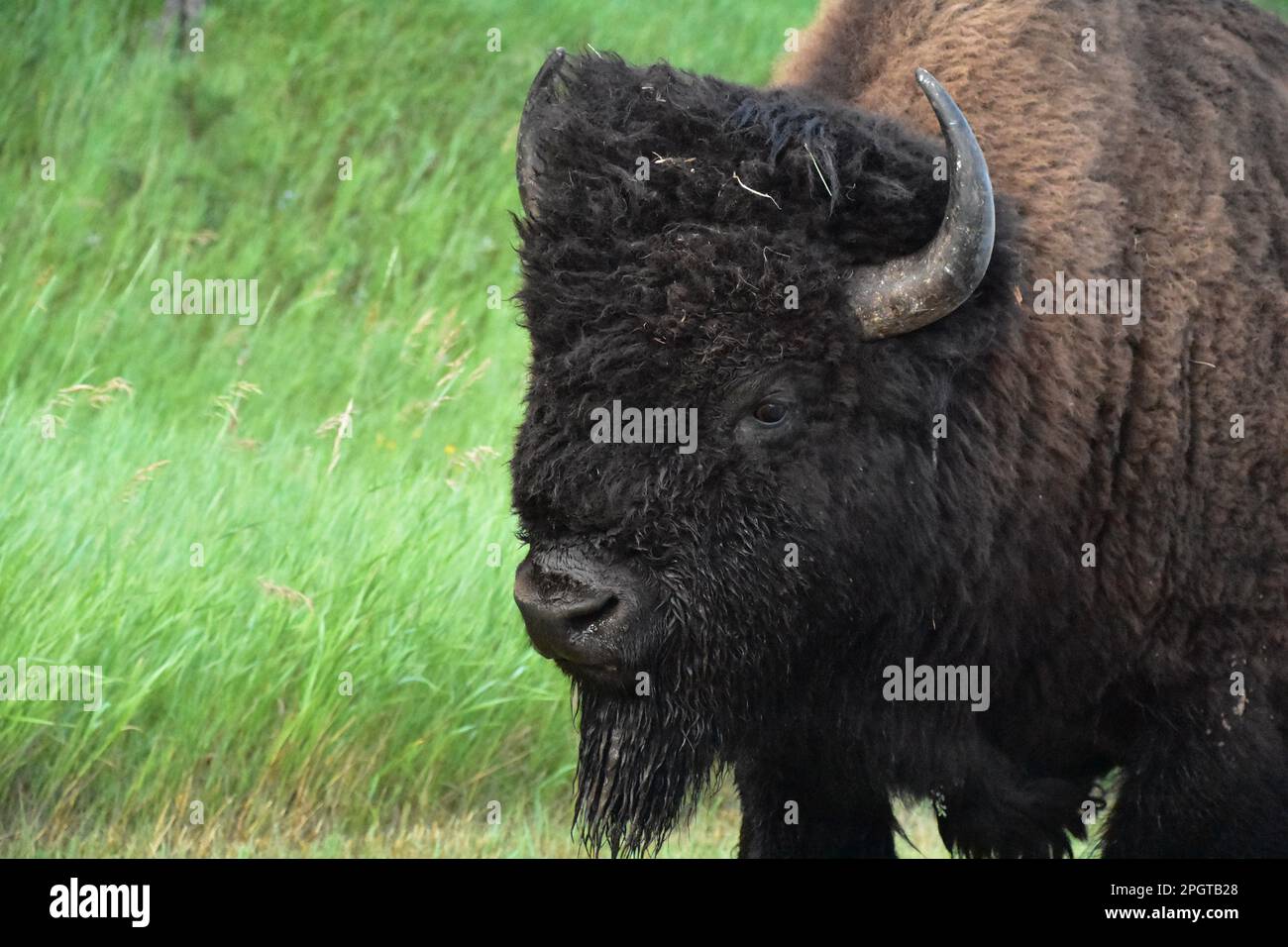 Fantastic close up look directly in to the face of an American Bison ...