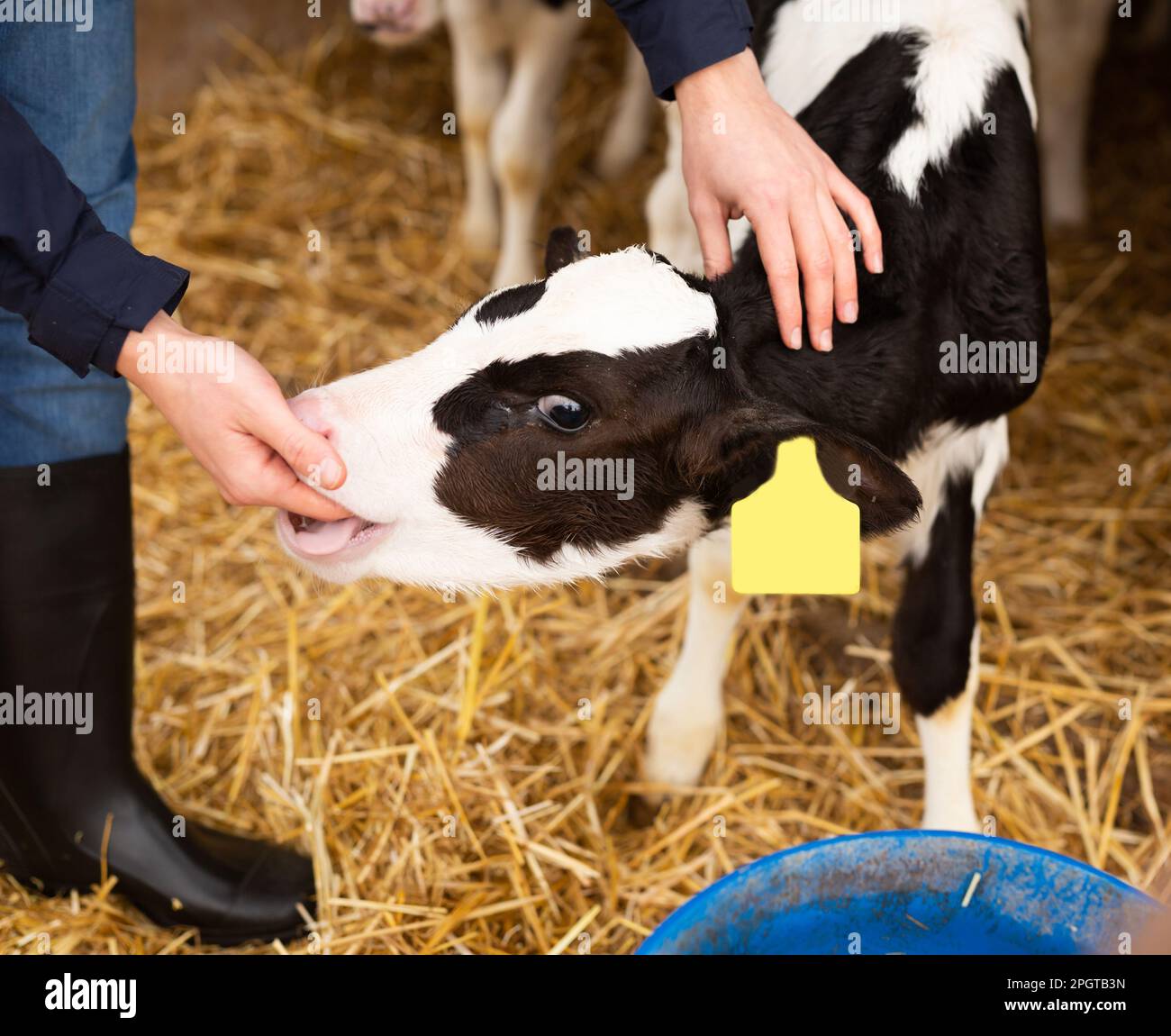 Playful calf licking hand of unrecognizable farmer in cowshed. Cattle ...