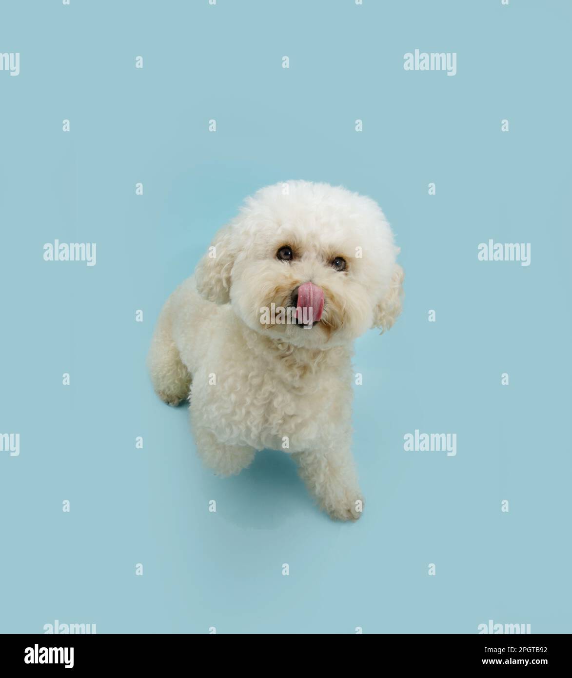 Hungry summer puppy dog. Poodle looking up and licking its lips with ...