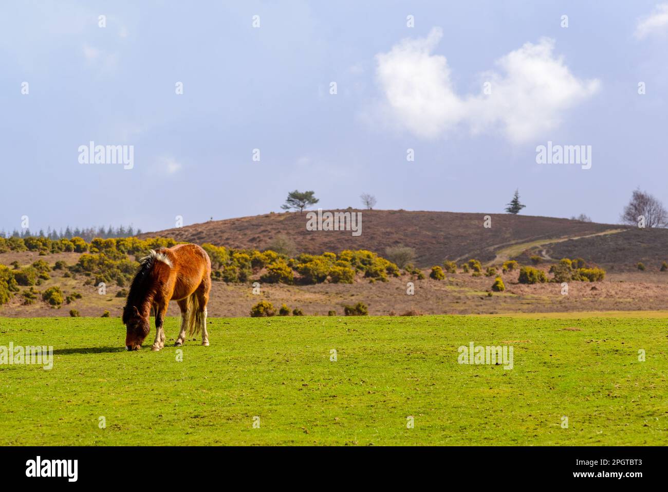 Ogdens, Frogham, New Forest, Hampshire, UK, 24th March 2023, Weather ...