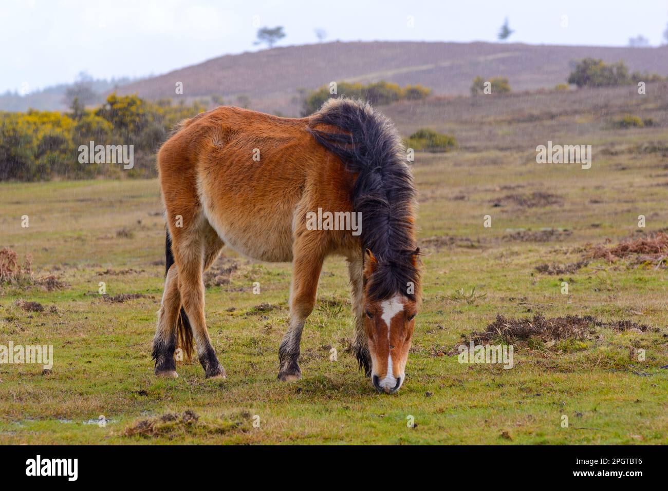 Ogdens, Frogham, New Forest, Hampshire, UK, 24th March 2023, Weather ...