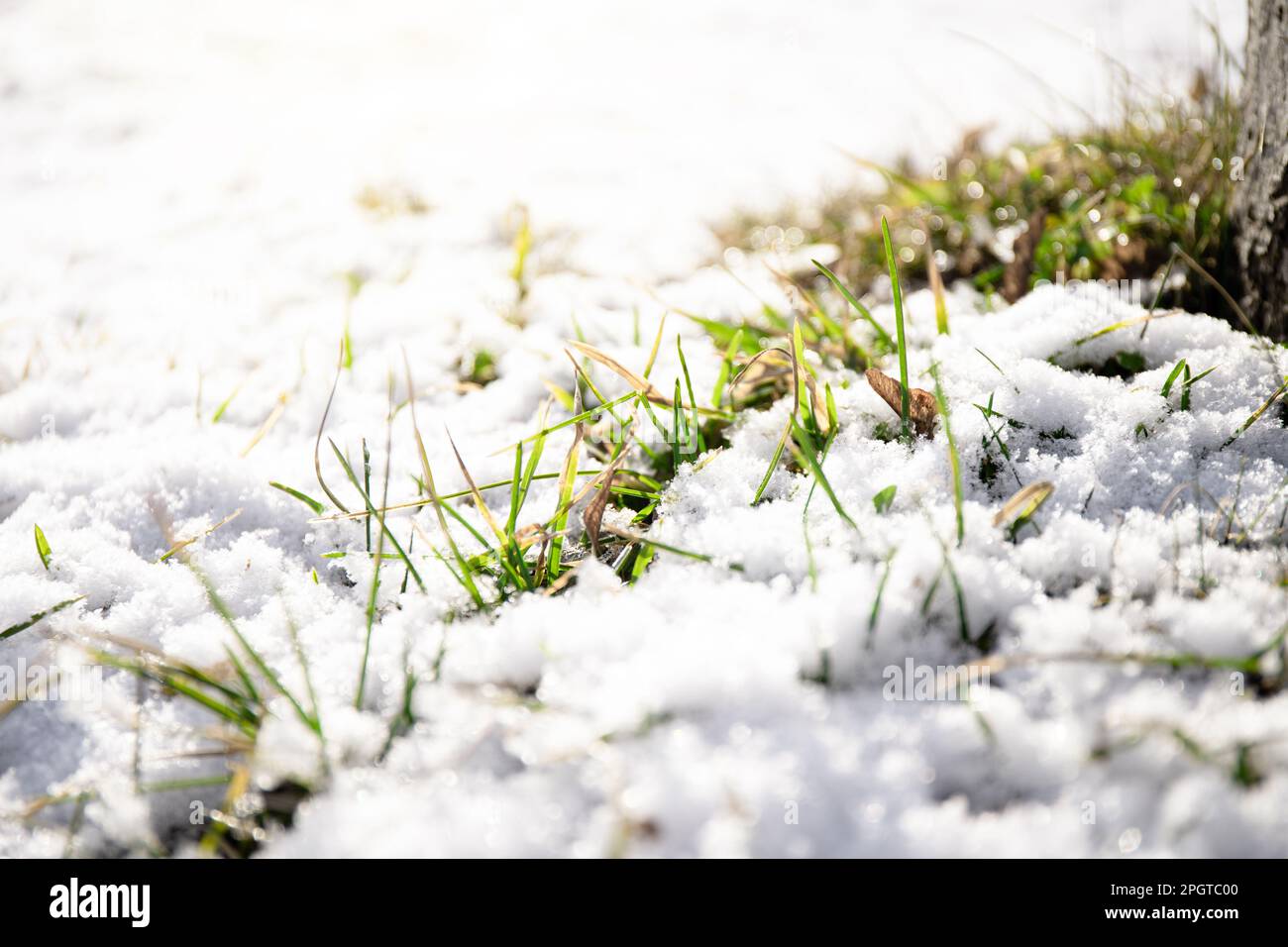 Green grass and white snow hi-res stock photography and images - Alamy