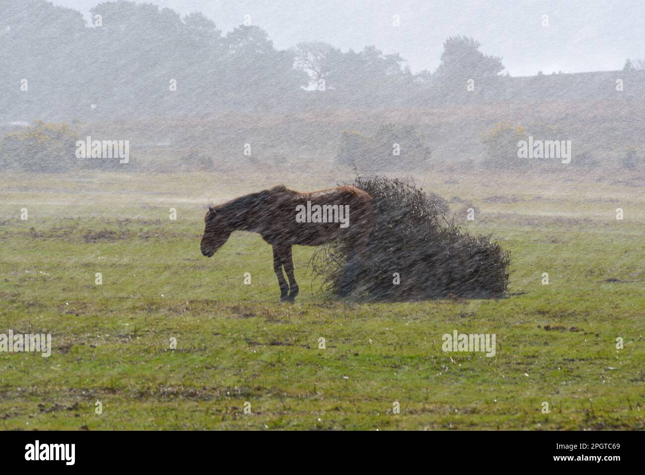 Ogdens, Frogham, New Forest, Hampshire, UK, 24th March 2023, Weather ...