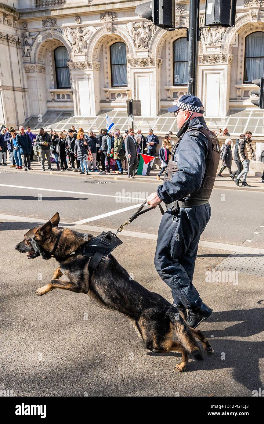 Palestine dogs hi-res stock photography and images - Alamy