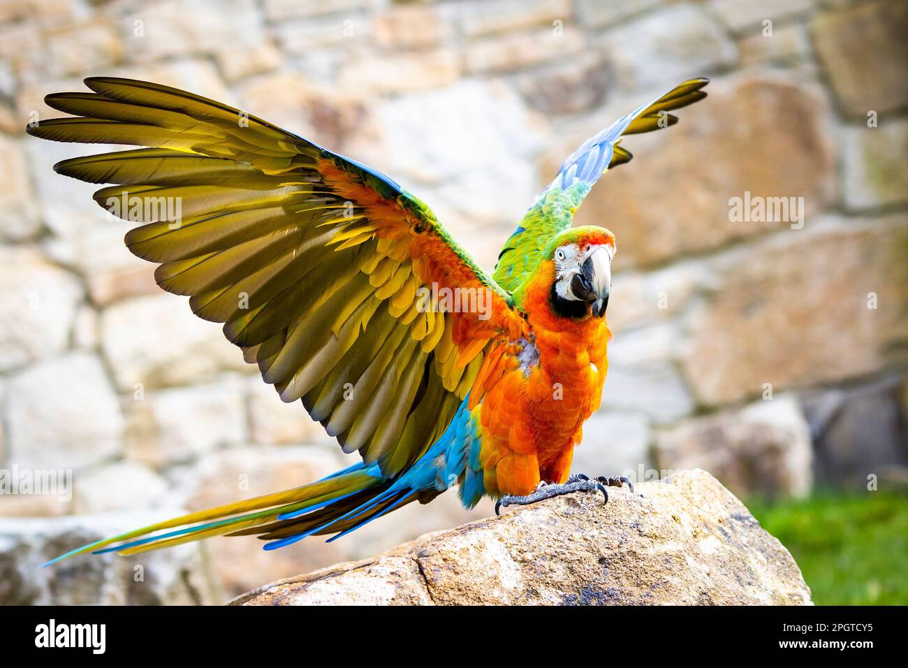 Hanover, Germany. 24th Mar, 2023. Macaw Inka sits on a stone at ...