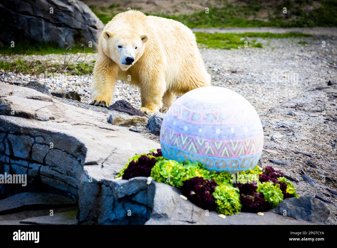 Hanover, Germany. 24th Mar, 2023. Polar bear Nana curiously examines a ...