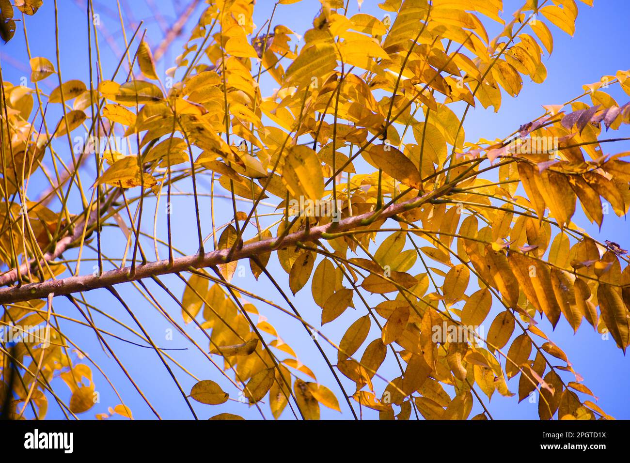 Tree branches with yellow autumn leaves Stock Photo - Alamy