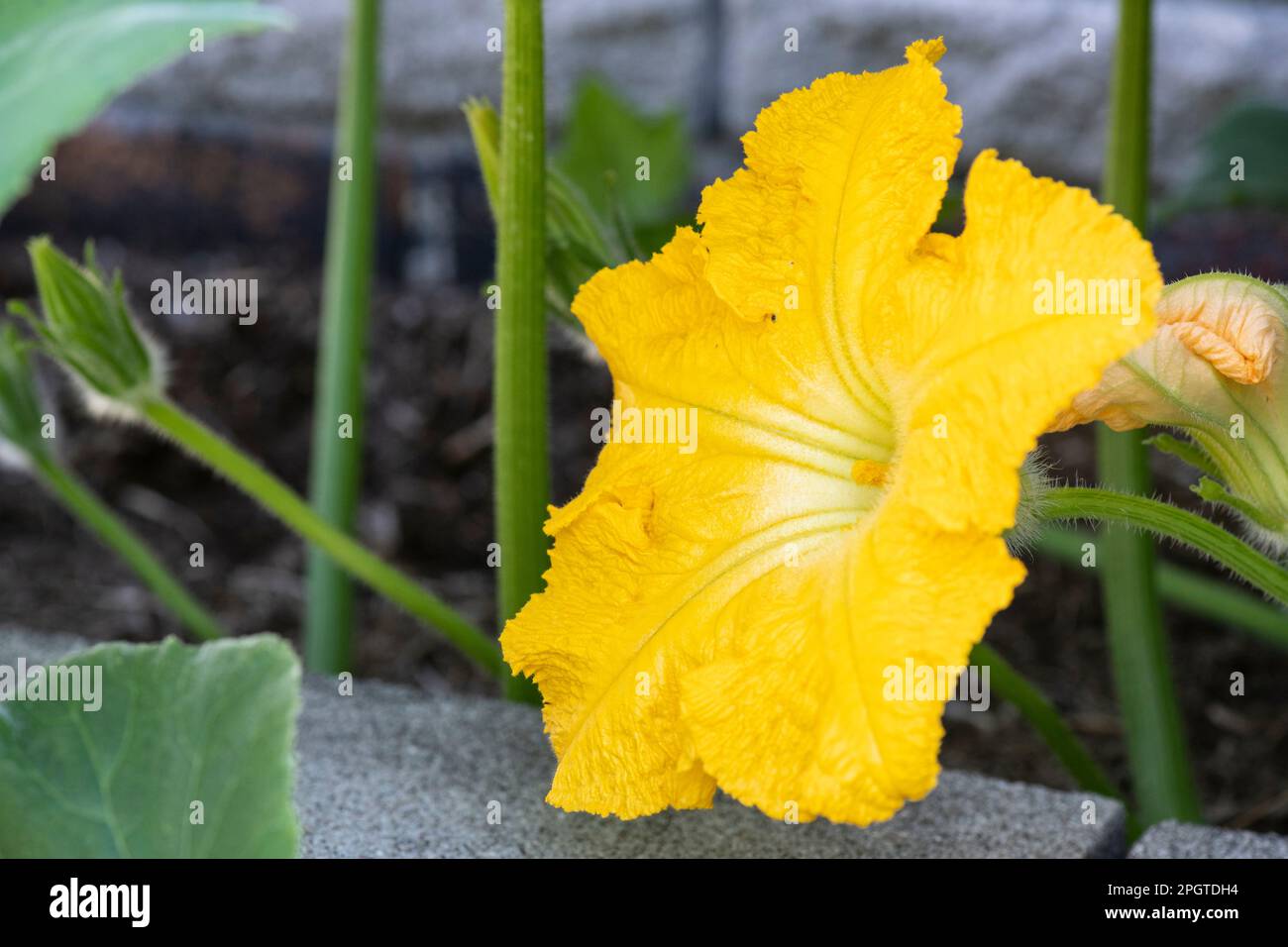 Winter squash flower and leaves, Cucurbita Maxima Duchesne, in home ...