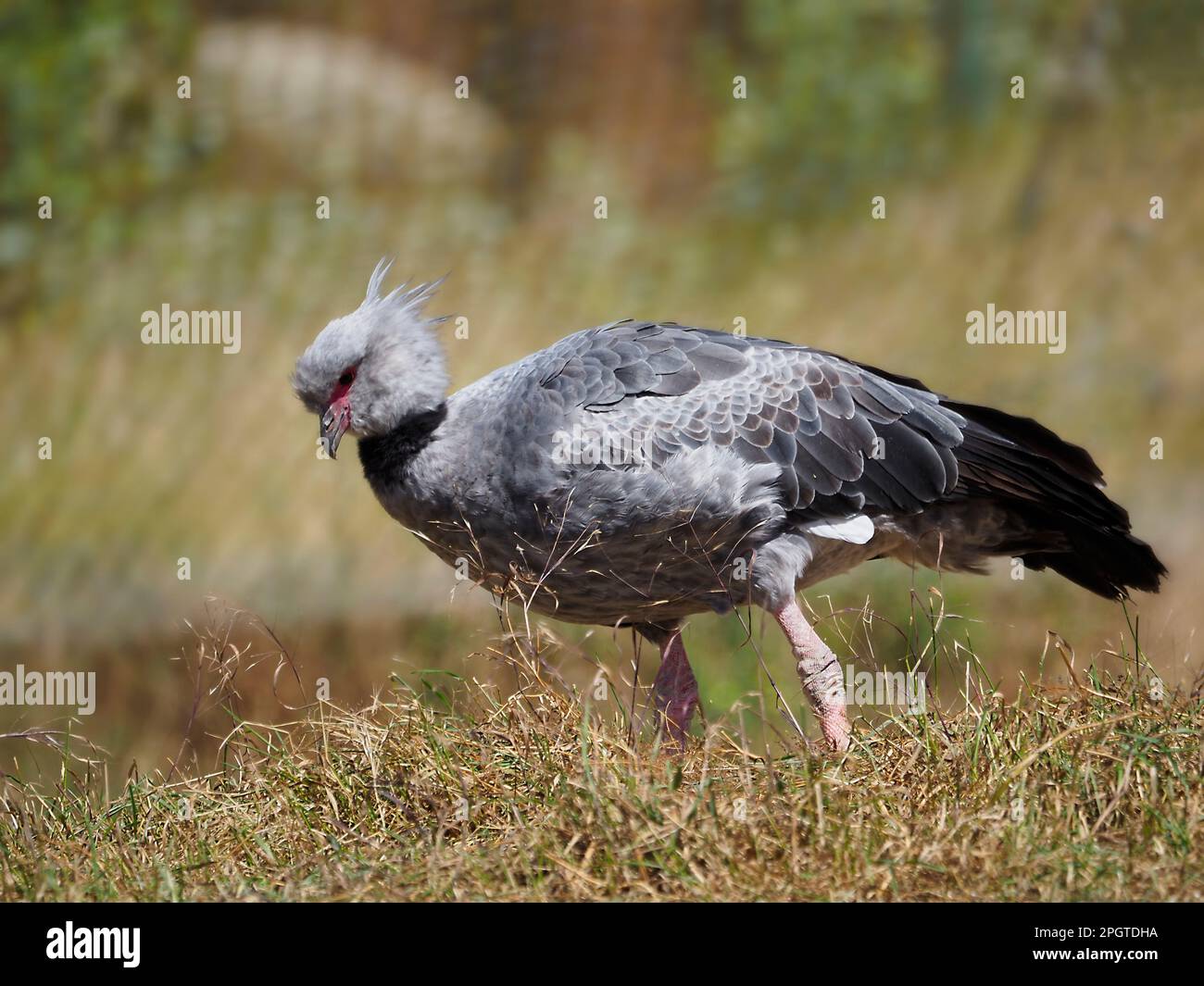 Crested screamer hi-res stock photography and images - Alamy