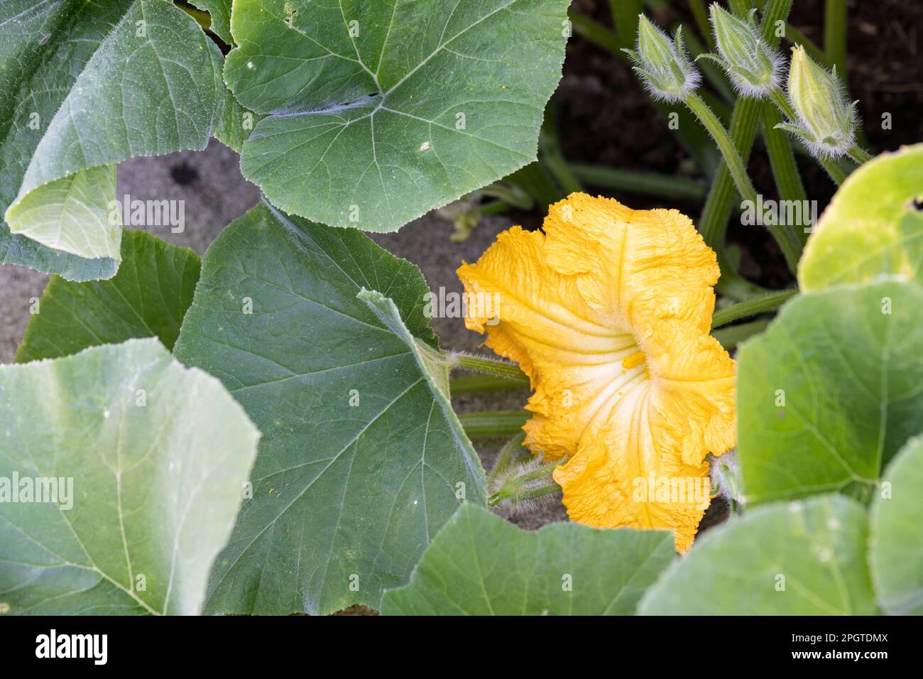 Winter squash flower and leaves, Cucurbita Maxima Duchesne, in home ...