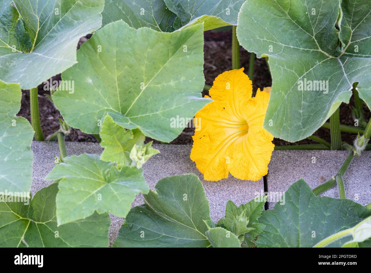 Winter squash flower and leaves, Cucurbita Maxima Duchesne, in home ...