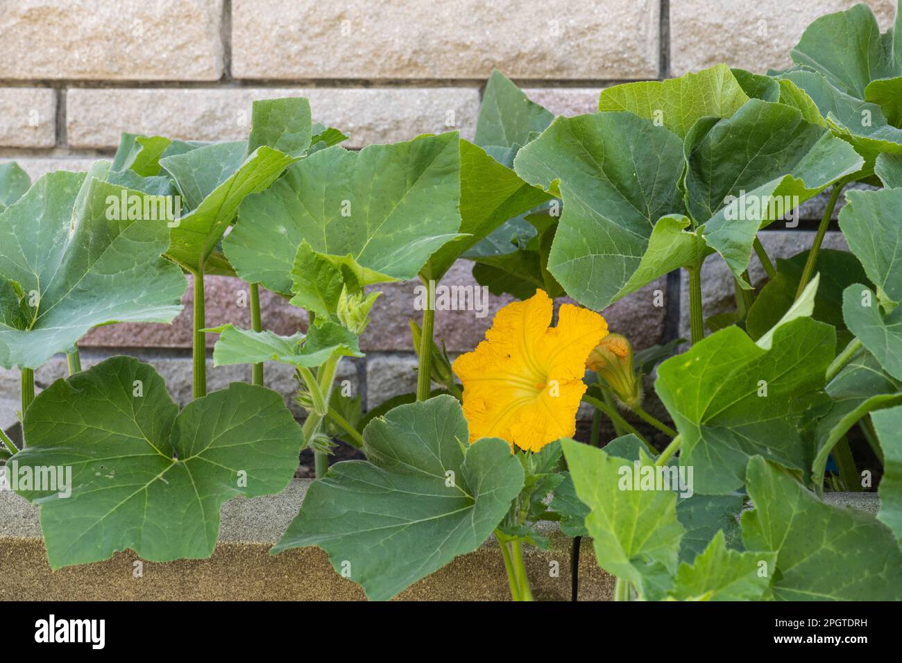 Winter squash floer and leaves, Cucurbita Maxima Duchesne, in home ...