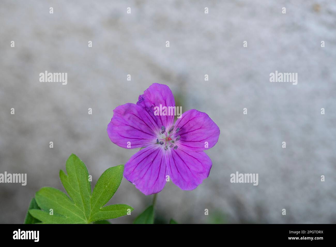 Geranium sanguineum pink summer hi-res stock photography and images - Alamy