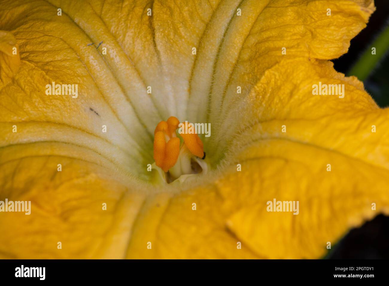 Winter squash flower and leaves, Cucurbita Maxima Duchesne, in home ...