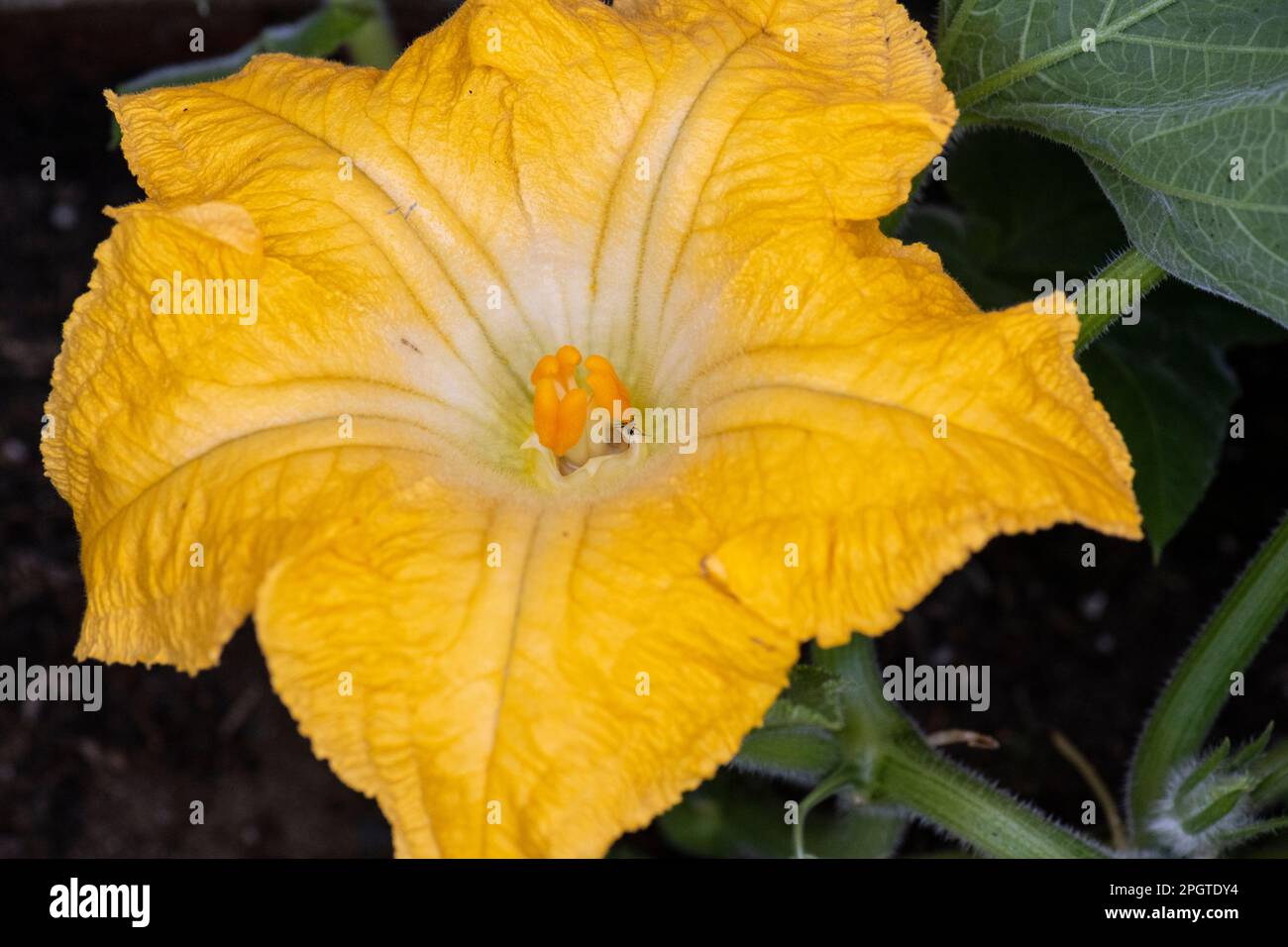 Winter squash flower and leaves, Cucurbita Maxima Duchesne, in home ...