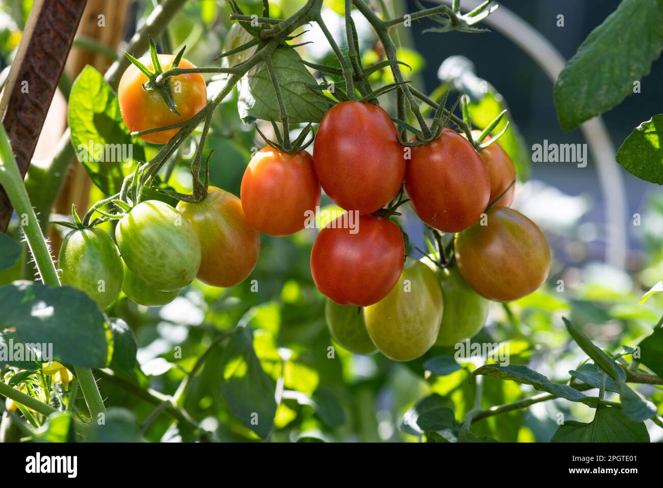 Vegetable garden produce tomato raised bed garden hi-res stock ...